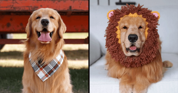 Meet Salvador Dolly, The Pup Who Is Winning Hearts Over The Internet ...